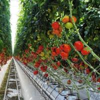 China Double-Arch Film Greenhouse for Cucumber Growth Multi-Span and Sturdy Film Cover for sale