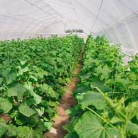China Anti-Drip Fogging Hydroponic System Suitable for Overwintering Poultry and Livestock for sale