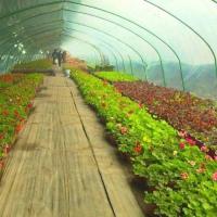 China Anti-Drip Fogging Hydroponic System Suitable for Overwintering Poultry and Livestock for sale