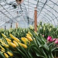 China Anti-Drip Fogging Hydroponic System Suitable for Overwintering Poultry and Livestock for sale