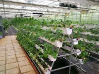 China Temperature-Controlled Planting Facility by Juxiang and Affordable Planting Solution for sale