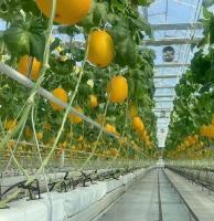 China Hydroponics Cultivation Method PC Sheet Garden Flower Sunlight Greenhouse for Canada Area for sale