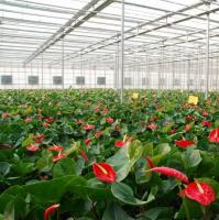 China Hydroponics Cultivation Method PC Sheet Garden Flower Sunlight Greenhouse for Canada Area for sale