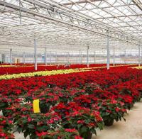 China Hydroponics Cultivation Method PC Sheet Garden Flower Sunlight Greenhouse for Canada Area for sale