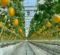 China Dual-Layer Greenhouse for Tomato Farming 20GP Package Size 12.09cm * 2.35cm * 2.39cm for sale