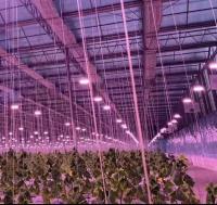 China JX-H0062 Customizable Size Hydroponic Cucumber Farming Greenhouse for Growing Cucumbers for sale