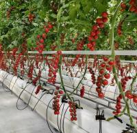 China JX-H0062 Customizable Size Hydroponic Cucumber Farming Greenhouse for Growing Cucumbers for sale