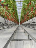 China Customizable Size and Juxiang prime s Anti-Drip Fogging Structure for Seedlings Perfect for sale