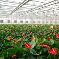China 30-Day Return Fog Prevention System for Flower Production in Arched Roof Greenhouse for sale