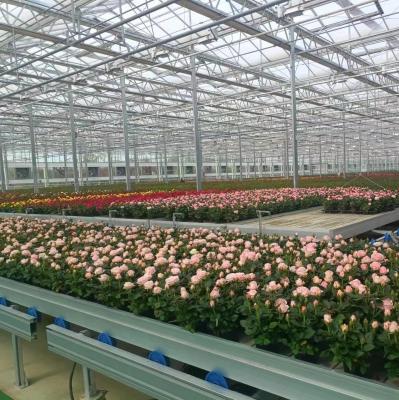 China Arched Roof Construction Double-Arch Greenhouse for Tomato and Pepper in US Currency for sale