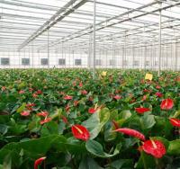 China Arched Roof Construction Double-Arch Greenhouse for Tomato and Pepper in US Currency for sale