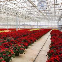 China Arched Roof Construction Double-Arch Greenhouse for Tomato and Pepper in US Currency for sale