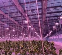 China Arched Roof Construction Double-Arch Greenhouse for Tomato and Pepper in US Currency for sale