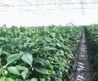 China Arched Roof Construction Double-Arch Greenhouse for Tomato and Pepper in US Currency for sale