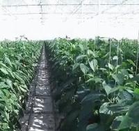 China Single or Multi Span Juxiang Dual-Layer Film Greenhouse for Flower Production Green for sale