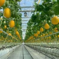 China Single or Multi Span Juxiang Dual-Layer Film Greenhouse for Flower Production Green for sale