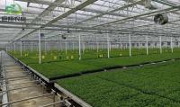 China Outdoor Shading Glasshouse for Humidity Control in Commercial Greenhouse Production for sale