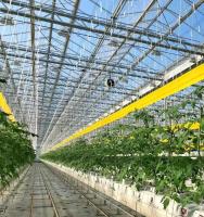 China Steel Structure Greenhouse for Pepper Production using Hydroponics Cultivation Method for sale