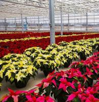 China JX-H0068 Anti-Drip Technology Greenhouse for Flower and Tomato Customization Offered for sale