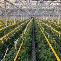 China JX-H0068 Anti-Drip Technology Greenhouse for Flower and Tomato Customization Offered for sale
