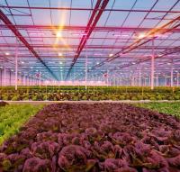 China -Made Hydroponic Greenhouse with Anti-Drip Technology Full Payment Growing Vegetables for sale