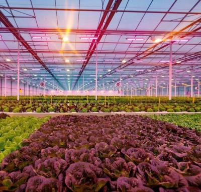 China -Made Hydroponic Greenhouse with Anti-Drip Technology Full Payment Growing Vegetables for sale