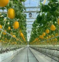 China -Made Hydroponic Greenhouse with Anti-Drip Technology Full Payment Growing Vegetables for sale