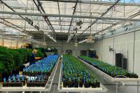 China Plastic Film Garden House with Humidity Control and Hydroponics/ Soilless Culture for sale