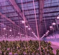 China Double-Arch Structure -Made Hydroponic Greenhouse for Mixed Farming Production Needs for sale