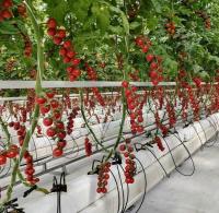 China Double-Arch Structure -Made Hydroponic Greenhouse for Mixed Farming Production Needs for sale