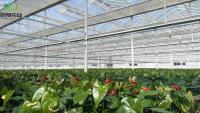 China Anti-Drip Glasshouse for Tomato Cucumber Lettuce 12.09cm * 2.35cm * 2.39cm Package Size for sale