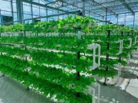 China Anti-Drip Glasshouse for Tomato Cucumber Lettuce 12.09cm * 2.35cm * 2.39cm Package Size for sale