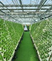 China Pepper Cultivation Dual-Layer Film Greenhouse 12.09cm * 2.35cm * 2.39cm Package Size for sale