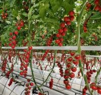China Pepper Cultivation Dual-Layer Film Greenhouse 12.09cm * 2.35cm * 2.39cm Package Size for sale