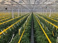 China USA/Canada Steel Structure Vegetables Planting Single-Arch Greenhouse for Hydroponics for sale