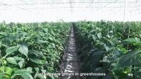 China USA/Canada Steel Structure Vegetables Planting Single-Arch Greenhouse for Hydroponics for sale