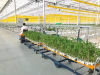 China USA/Canada Steel Structure Vegetables Planting Single-Arch Greenhouse for Hydroponics for sale