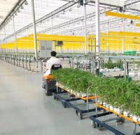 China Maximize Your Tomato Yield with Anti-Drip Technology Greenhouse and Temporary Heating for sale