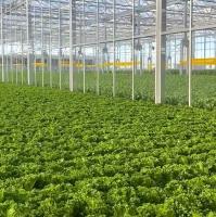 China Maximize Your Tomato Yield with Anti-Drip Technology Greenhouse and Temporary Heating for sale