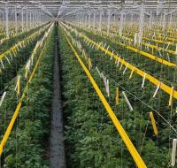 China Maximize Your Tomato Yield with Anti-Drip Technology Greenhouse and Temporary Heating for sale