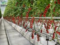 China Green Leaves Vegetables Film PC Sheet Agricultural Multi-Span Greenhouses for Hydroponics for sale