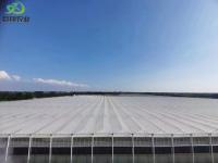 China Green Leaves Vegetables Film PC Sheet Agricultural Multi-Span Greenhouses for Hydroponics for sale