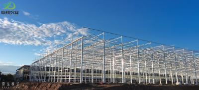 China Tunnel Cultivation Method Multi Span Greenhouse with Hot-DIP Galvanized Steel Pipe for sale