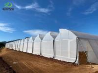 China Tunnel Cultivation Method Multi Span Greenhouse with Hot-DIP Galvanized Steel Pipe for sale