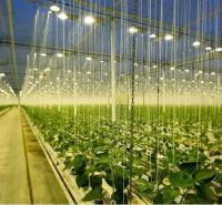 China Illuminate Seedling Cultivation Facility Greenhouse with Advanced Lighting Technology for sale