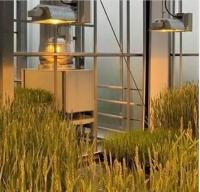 China Illuminate Seedling Cultivation Facility Greenhouse with Advanced Lighting Technology for sale
