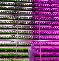 China Illuminate Seedling Cultivation Facility Greenhouse with Advanced Lighting Technology for sale