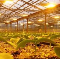 China Illuminate Seedling Cultivation Facility Greenhouse with Advanced Lighting Technology for sale