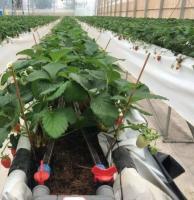 China Illuminate Seedling Cultivation Facility Greenhouse with Advanced Lighting Technology for sale