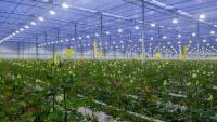 China 30-Day Return Illuminated Growing House for Seedlings Illuminated Cultivation Method for sale